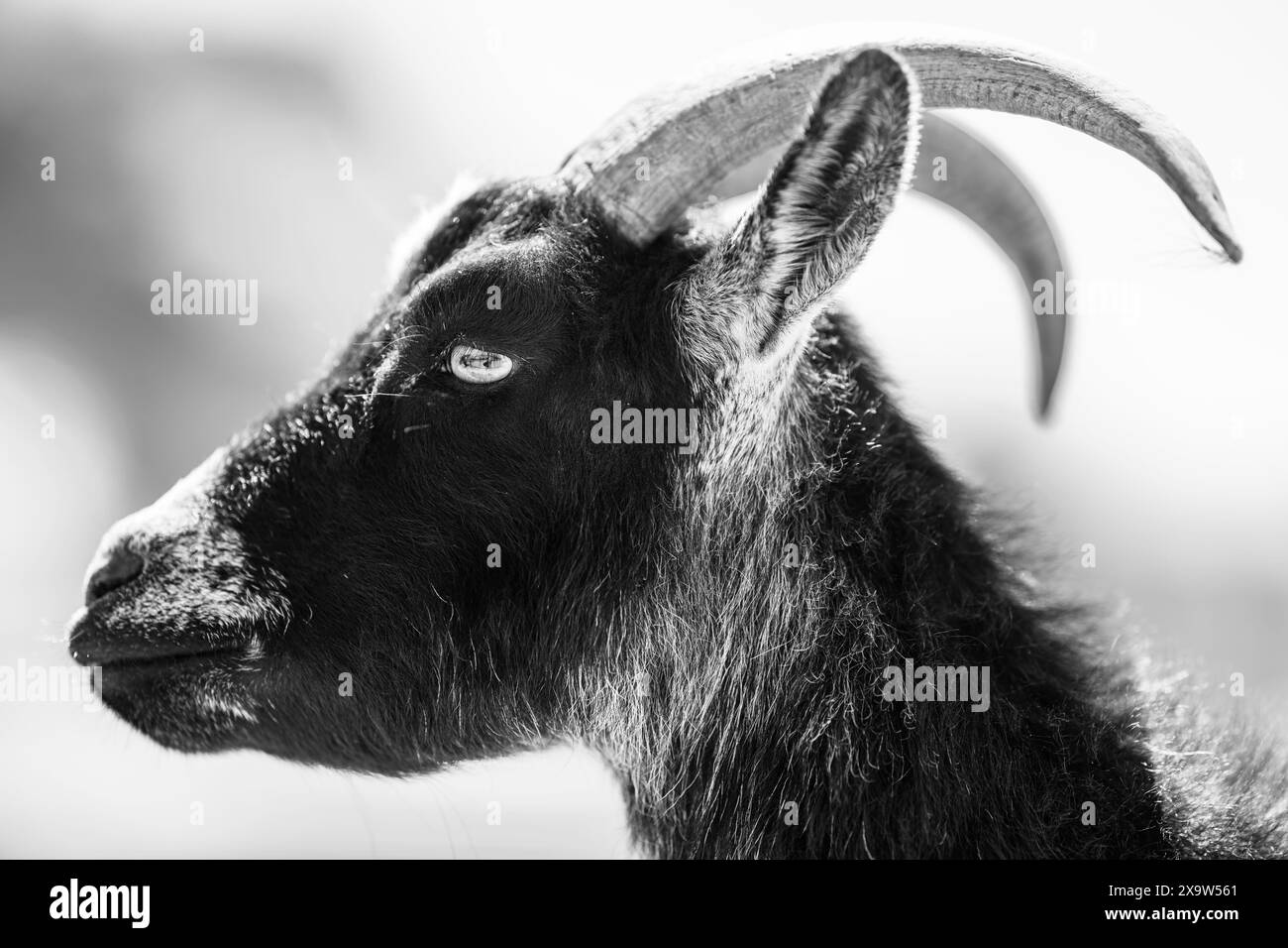 Goat in repose Stock Photo - Alamy