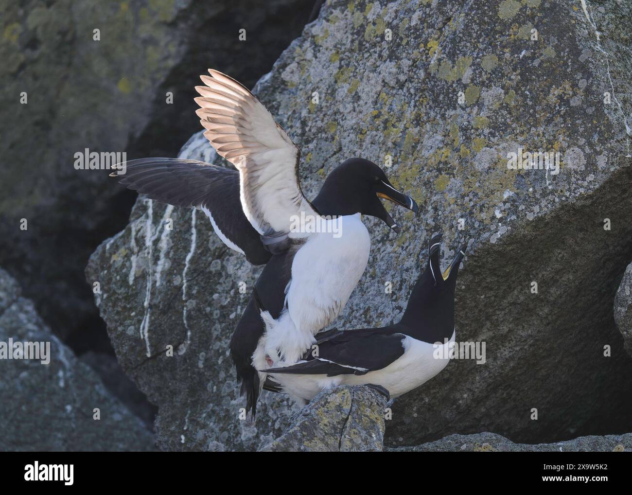 Razorbill (Alca torda), mating pair, Shiant Islands, isle of Harris ...