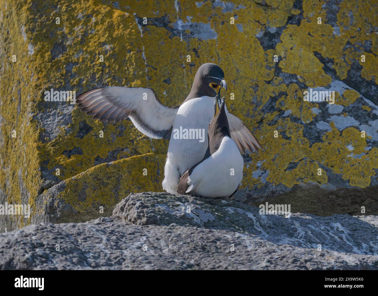 Razorbill (Alca torda), mating pair, Shiant Islands, isle of Harris ...