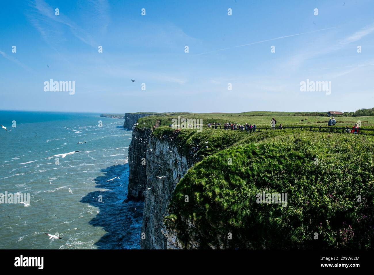 Bempton Cliffs, East Yorkshire, UK. 2nd June, 2024. Thousands of birds ...