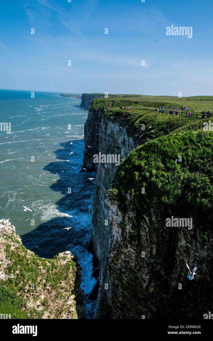 Bempton Cliffs, East Yorkshire, UK. 2nd June, 2024. Thousands of birds ...