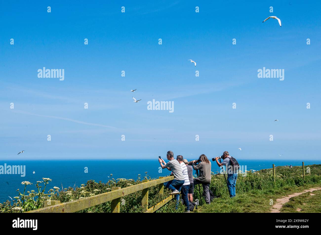 Bempton Cliffs, East Yorkshire, UK. 2nd June, 2024. Thousands of birds ...