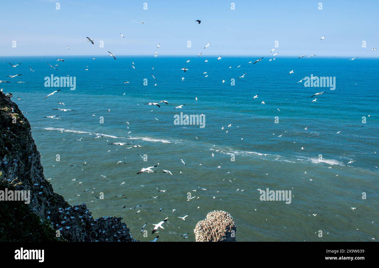 Bempton Cliffs, East Yorkshire, UK. 2nd June, 2024. Thousands of birds ...