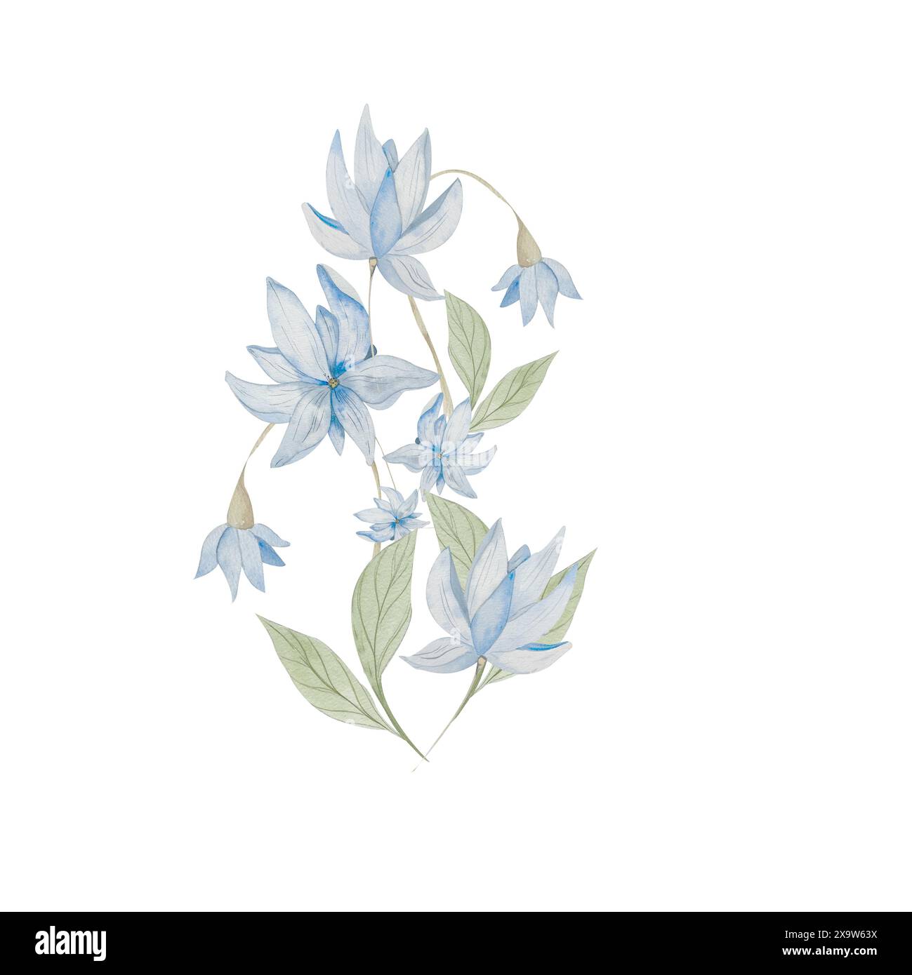 Watercolor Blue Flowers Cornflowers. Light Composition with Flowers ...