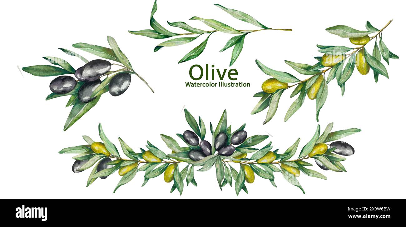 Sat. Garland. Watercolor Olive Twigs with Fruits, Leaves. Black ...