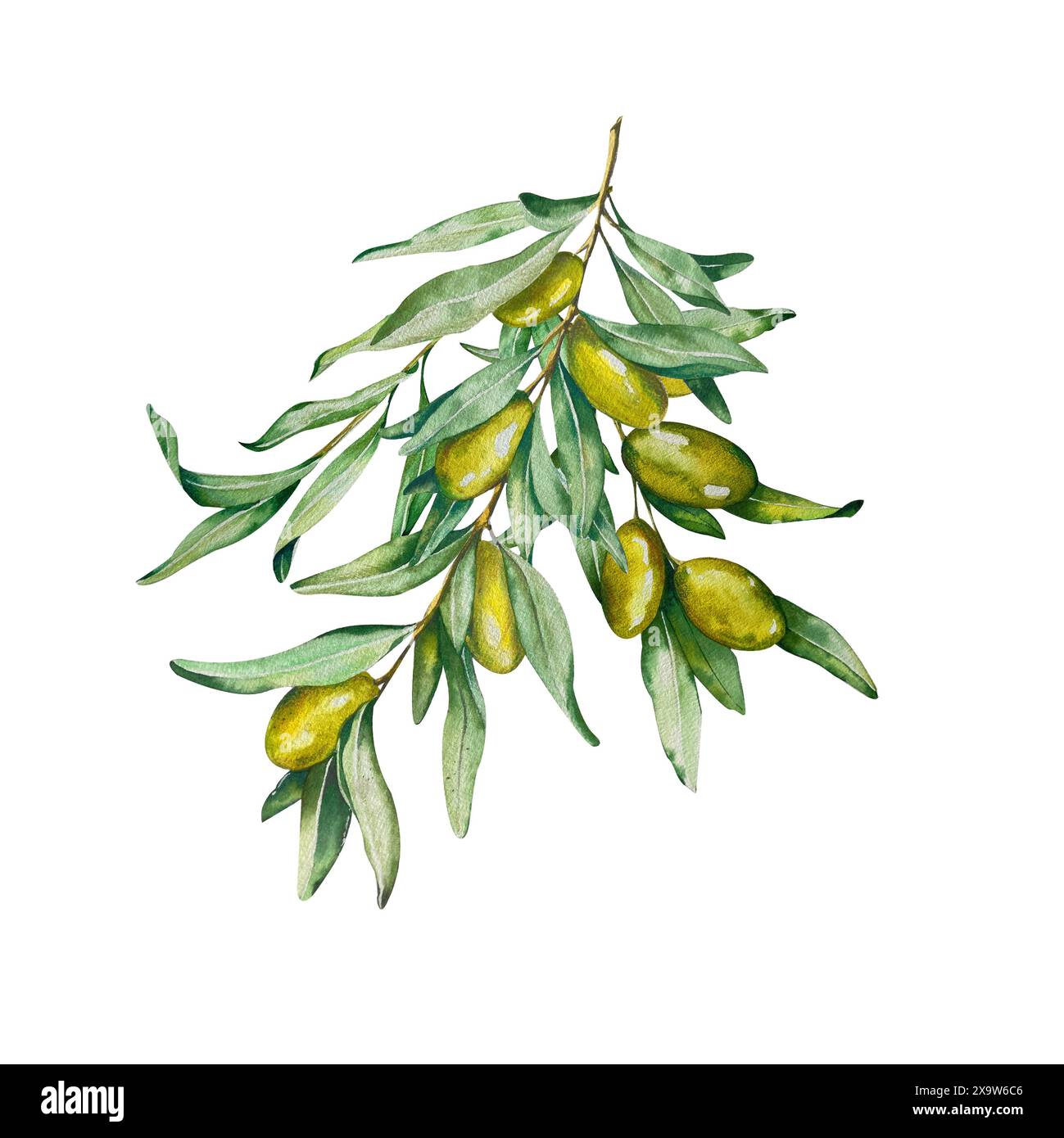 Watercolor Olive Twig with Fruits and Leaves. White Background. For ...