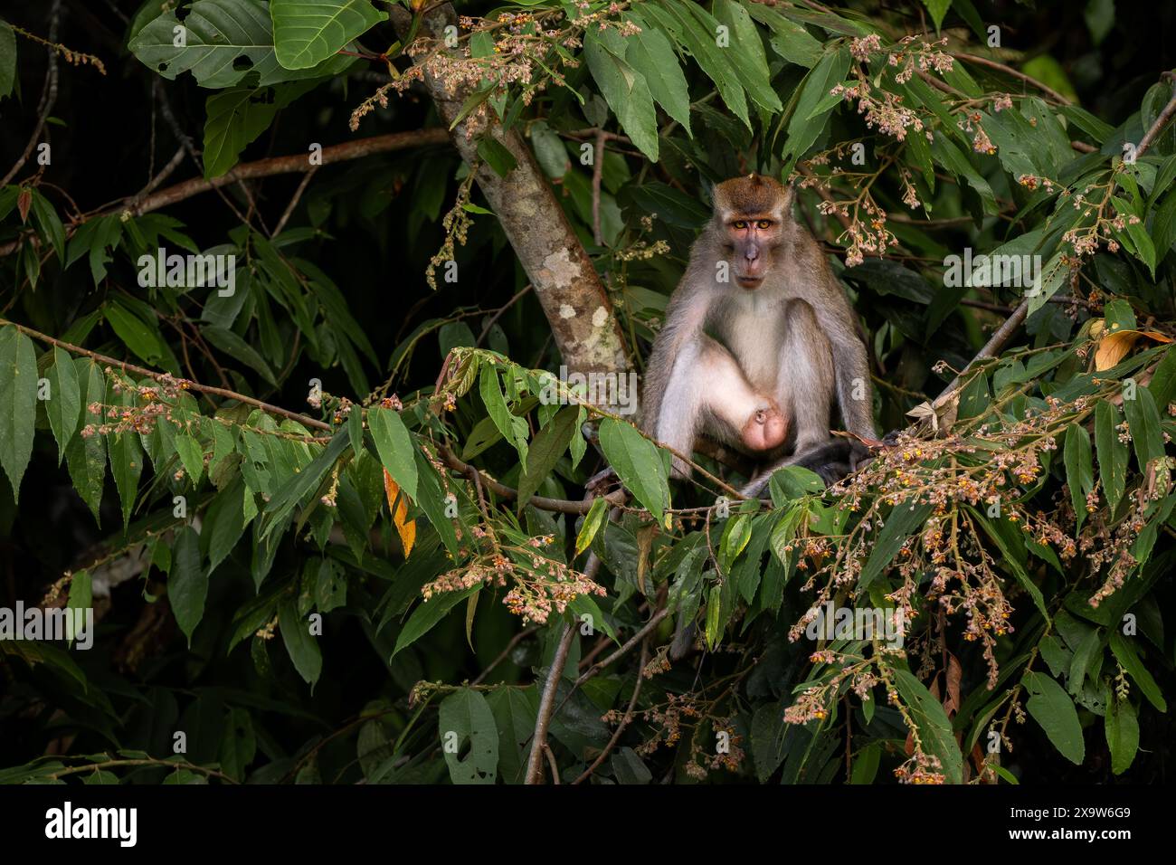 Long-tailed Macaque - Macaca fascicularis, common monkey from Southeast ...