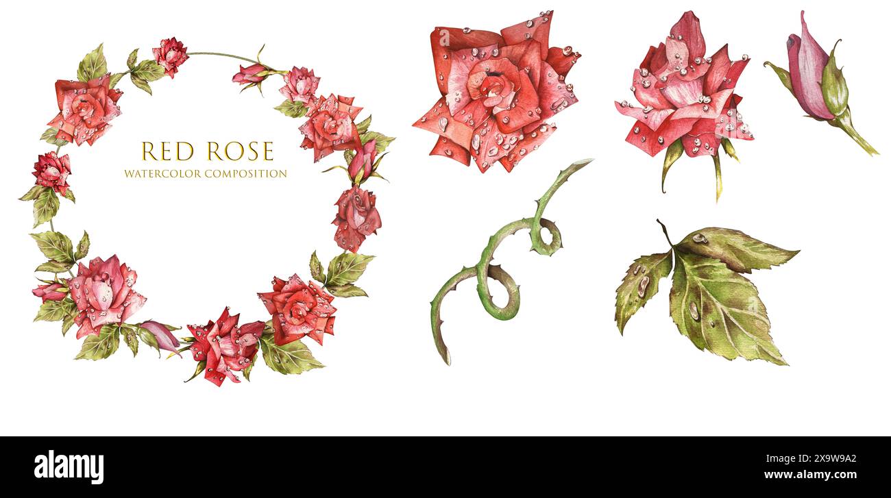 Set Red Scarlet Roses with Raindrops on Petals and Leaves. Watercolor ...