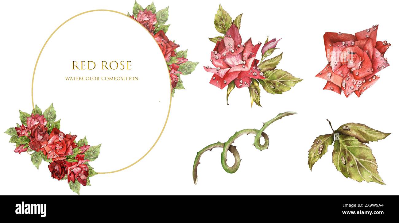 Set Red Scarlet Roses with Raindrops on Petals and Leaves. Watercolor ...