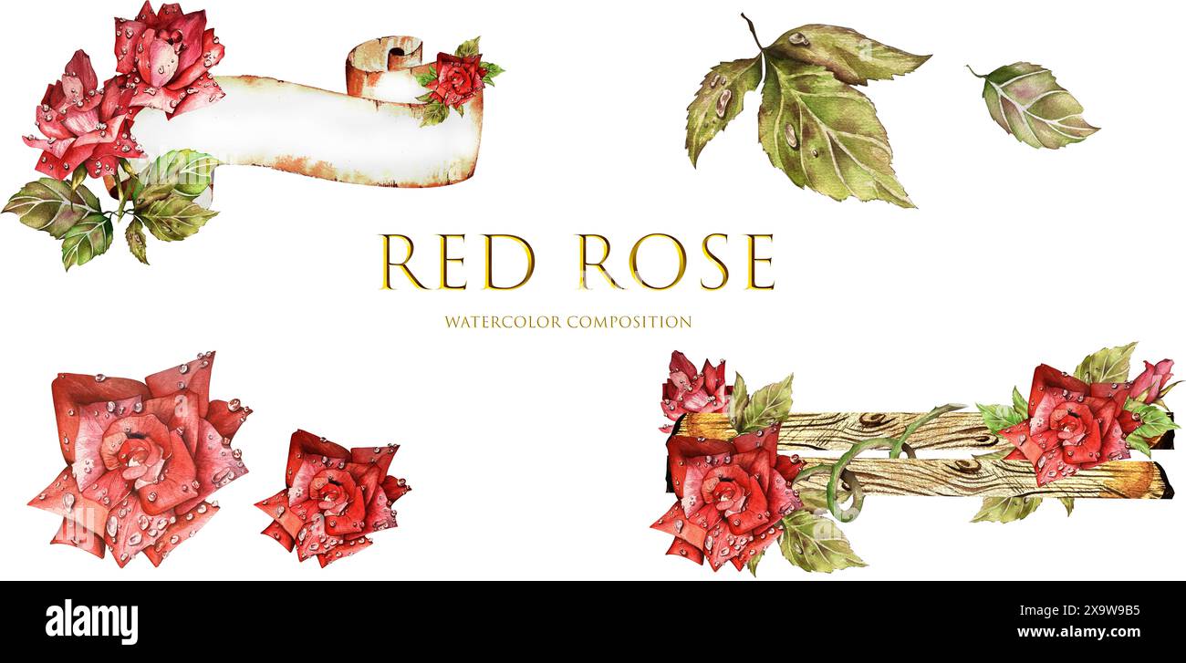 Set Red Scarlet Roses with Raindrops on Petals and Leaves. Watercolor ...