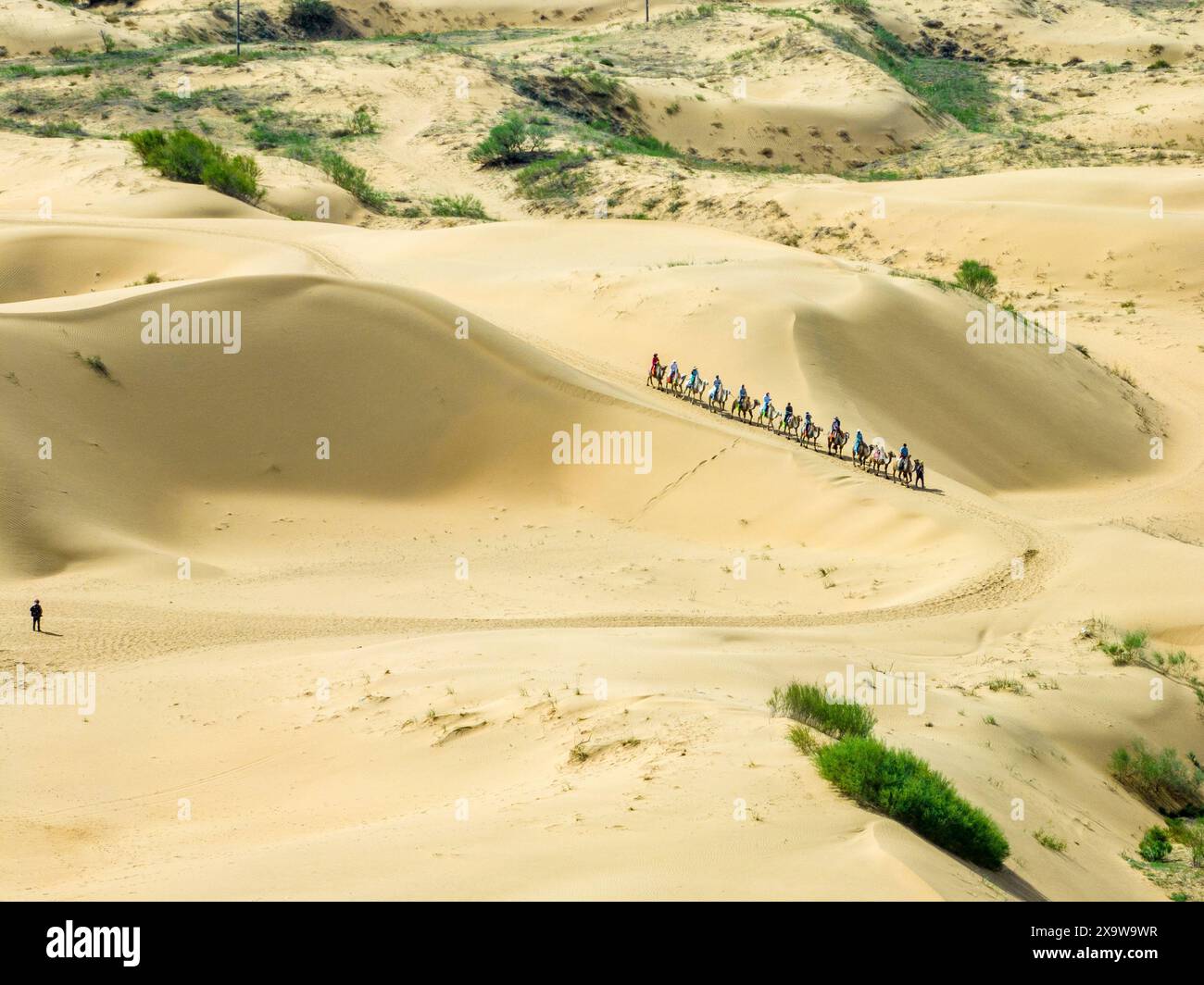 Ordos, China. 03rd June, 2024. Tourists are riding camels at the ...