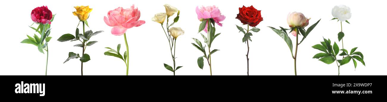 Different beautiful flowers isolated on white, set Stock Photo - Alamy
