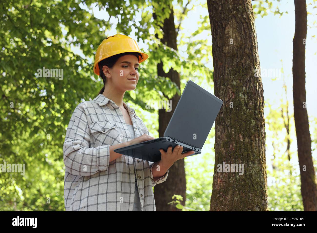 Forester in hard hat with laptop working in forest Stock Photo - Alamy