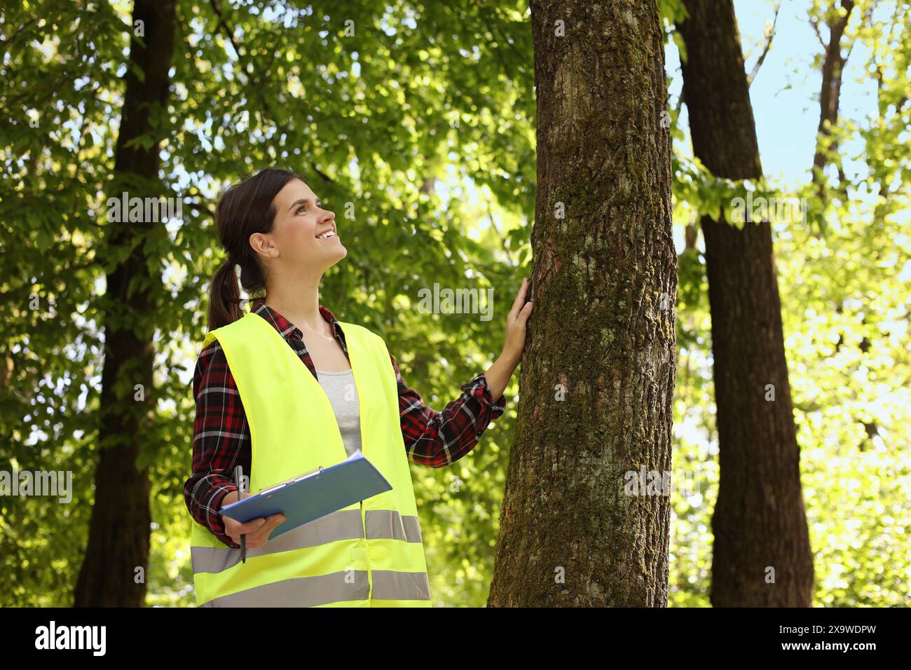 Forester with clipboard examining tree in forest Stock Photo - Alamy