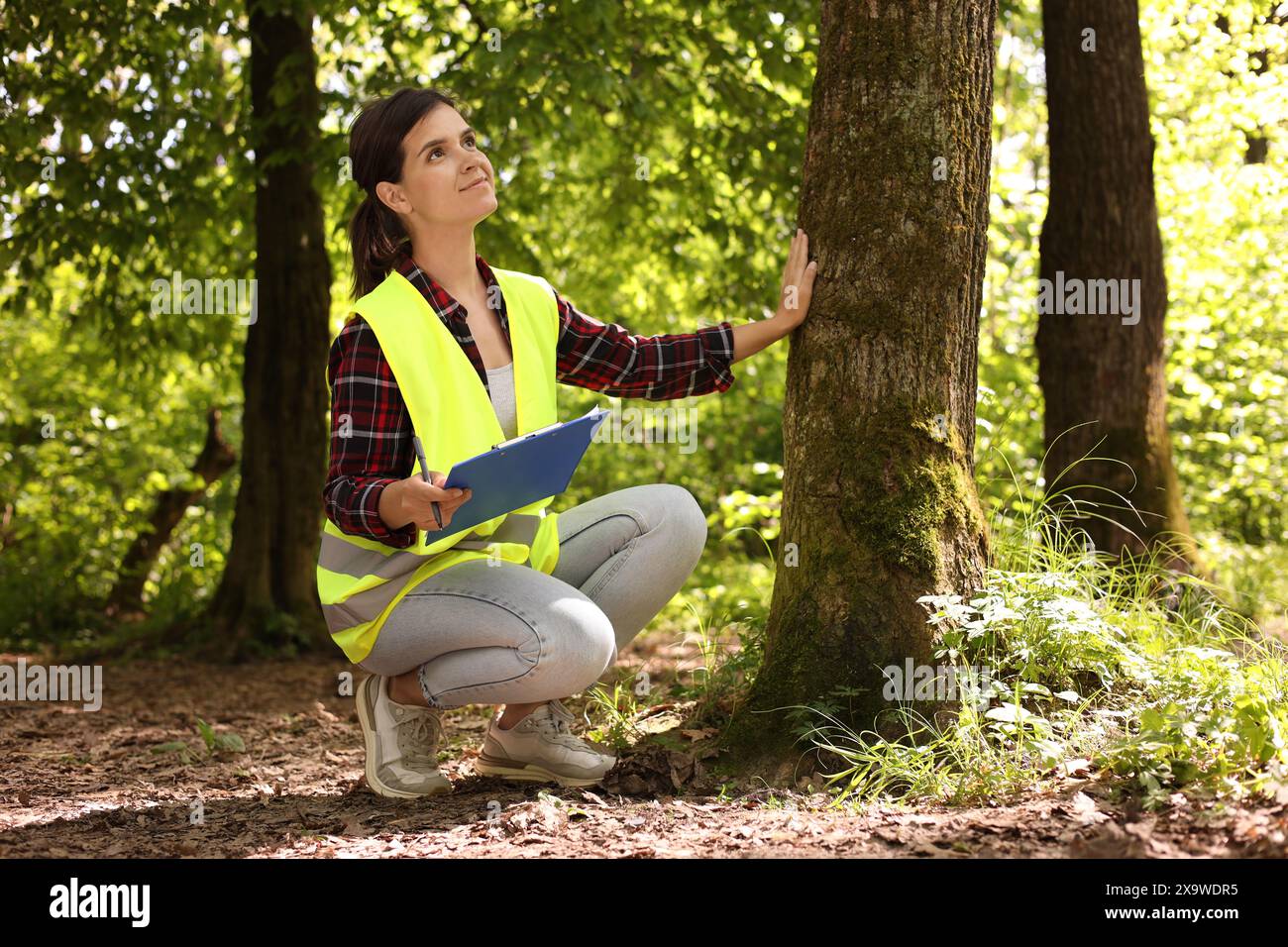 Forester with clipboard examining tree in forest Stock Photo - Alamy