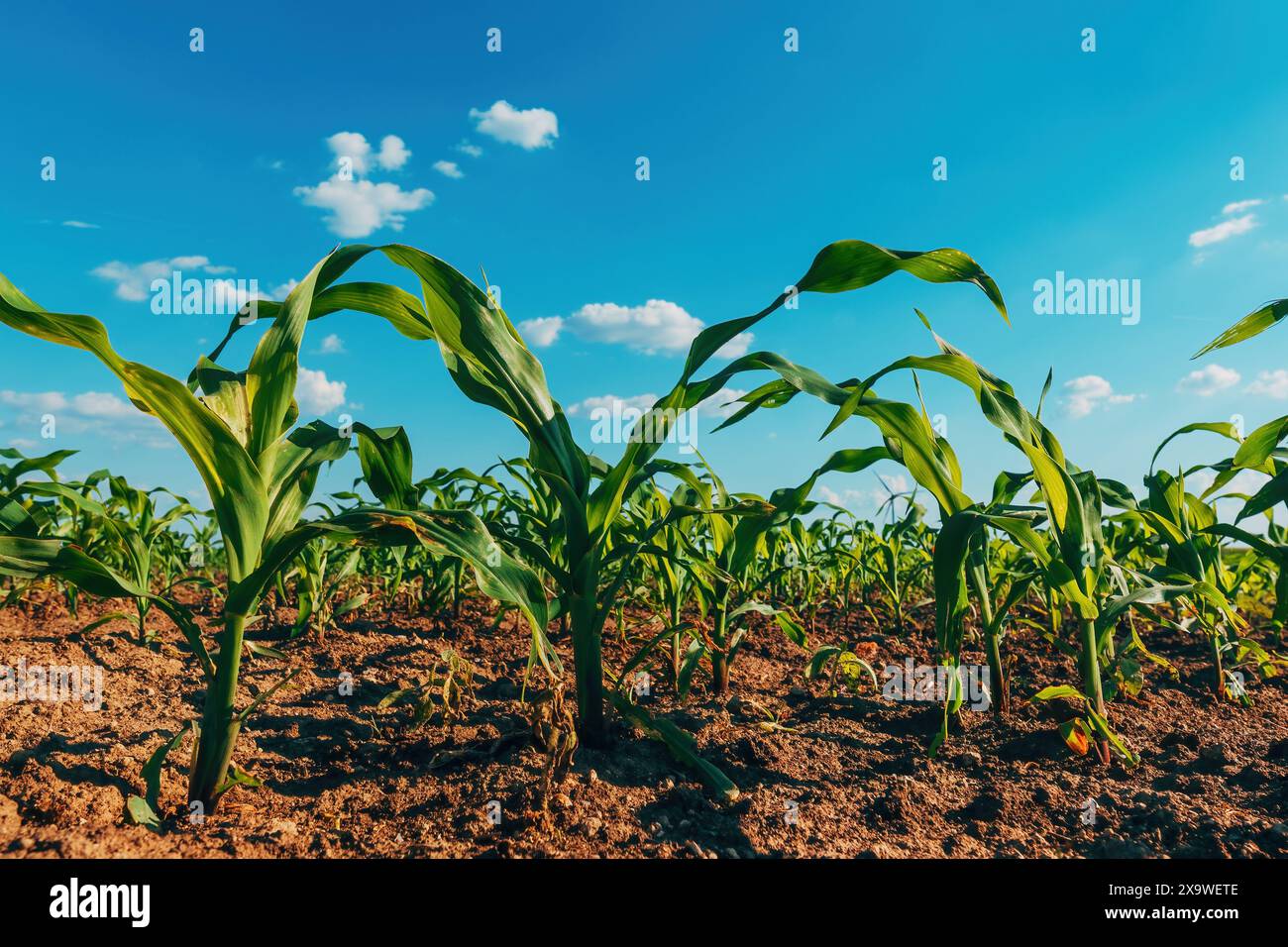 Cornfield. Corn crop plantation, low angle view. Agriculture and ...