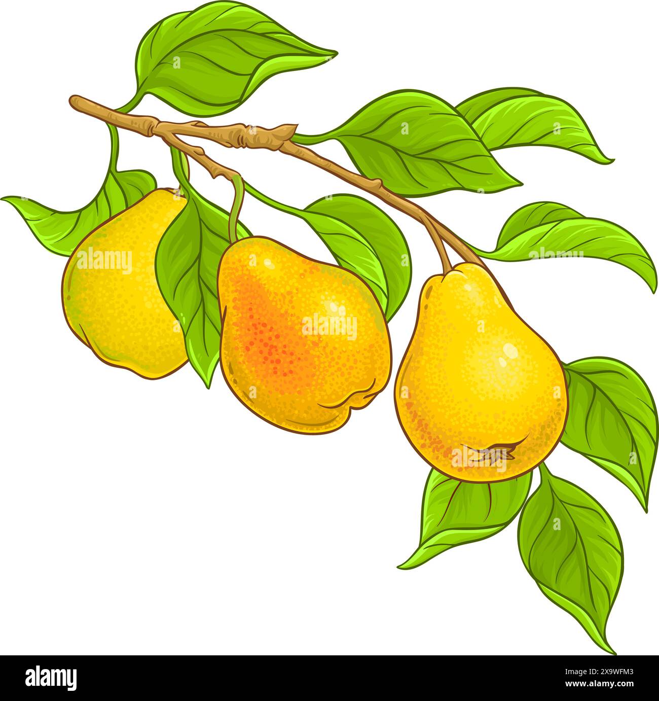 Pear Branch Colored Detailed Illustration Stock Vector Image & Art - Alamy