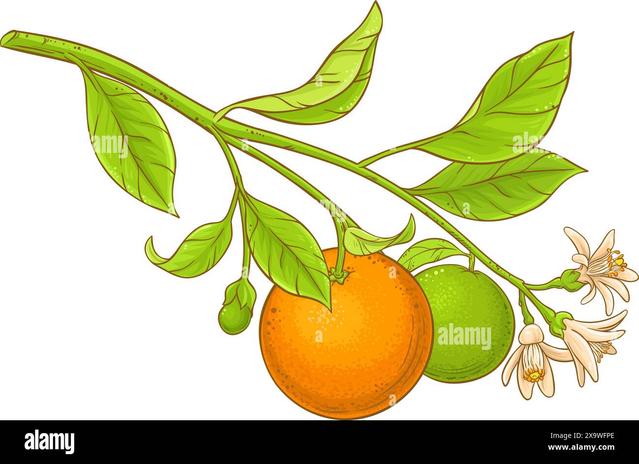 Citrus colored flower Stock Vector Images - Alamy