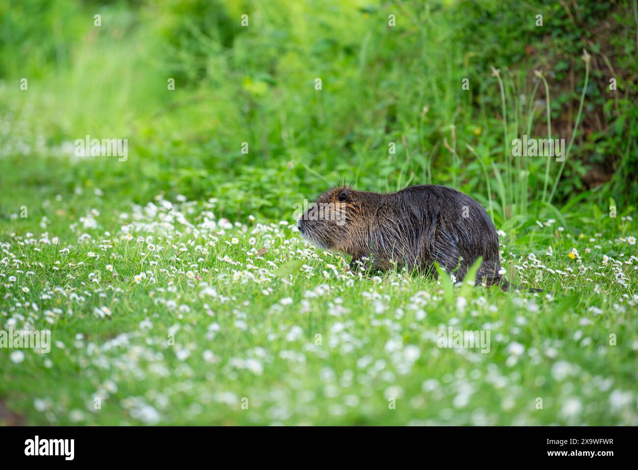 Nutria, coypu herbivorous, semiaquatic rodent member of the family ...