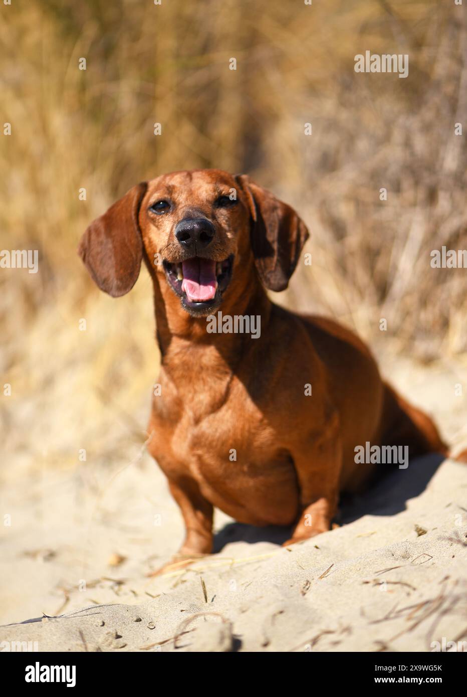 Dachshund staying on the beach in summer Stock Photo - Alamy