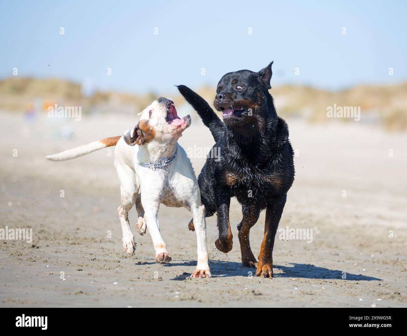 rottweiler and white boxer playing on the beach Stock Photo - Alamy