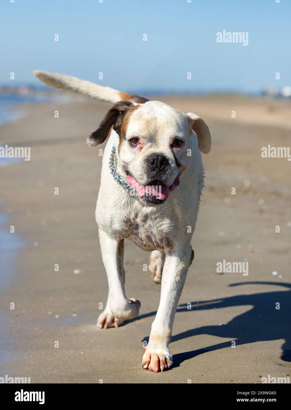 Boxer running hi-res stock photography and images - Alamy