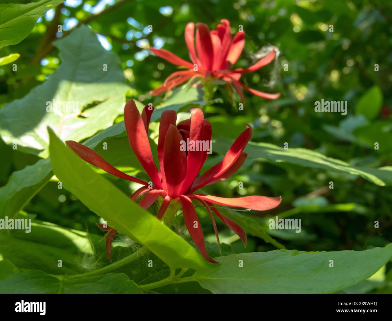 Calycanthus floridus hi-res stock photography and images - Alamy