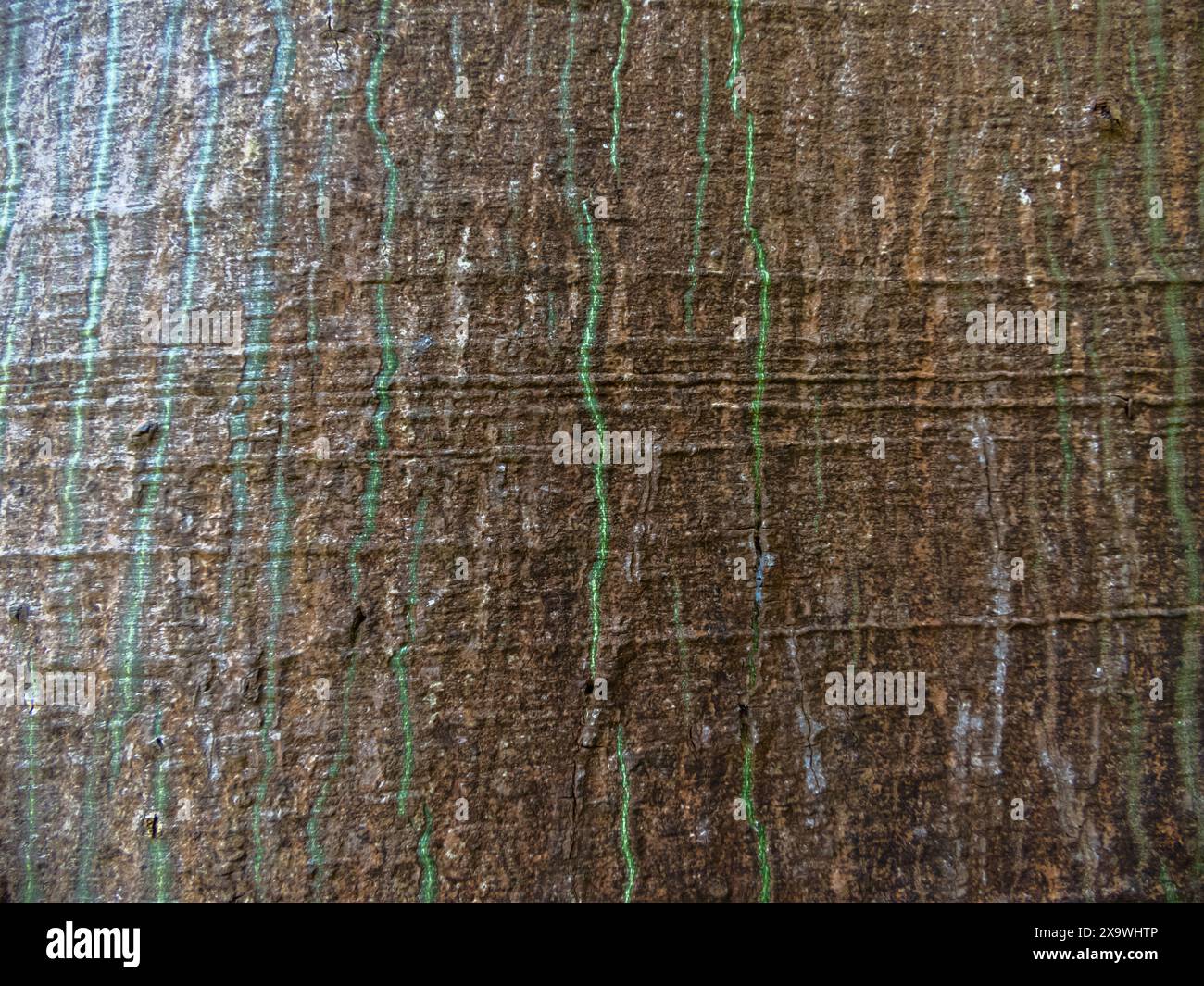 Paineira tree or silk floss tree or ceiba speciosa trunk detail with ...