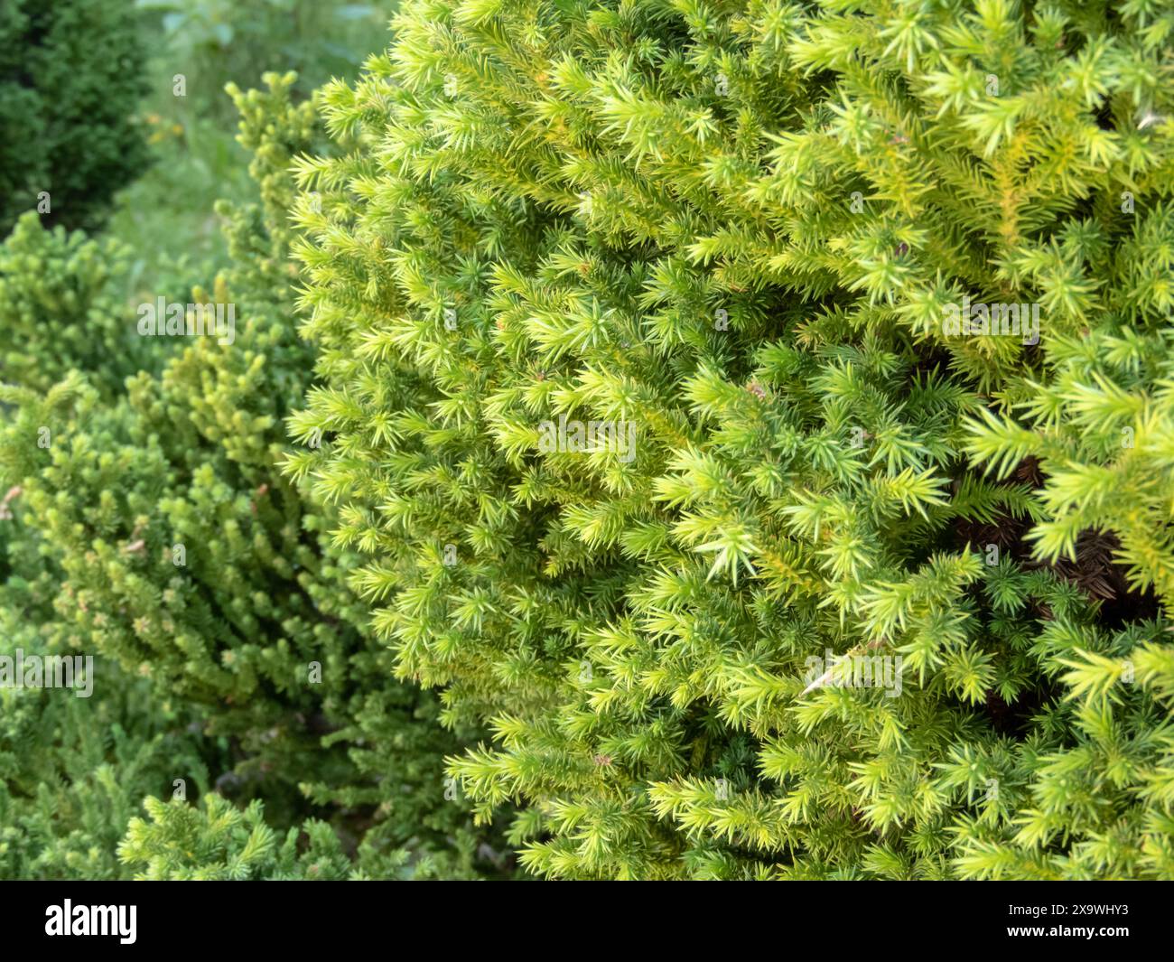 Japanese cedar tree hi-res stock photography and images - Alamy