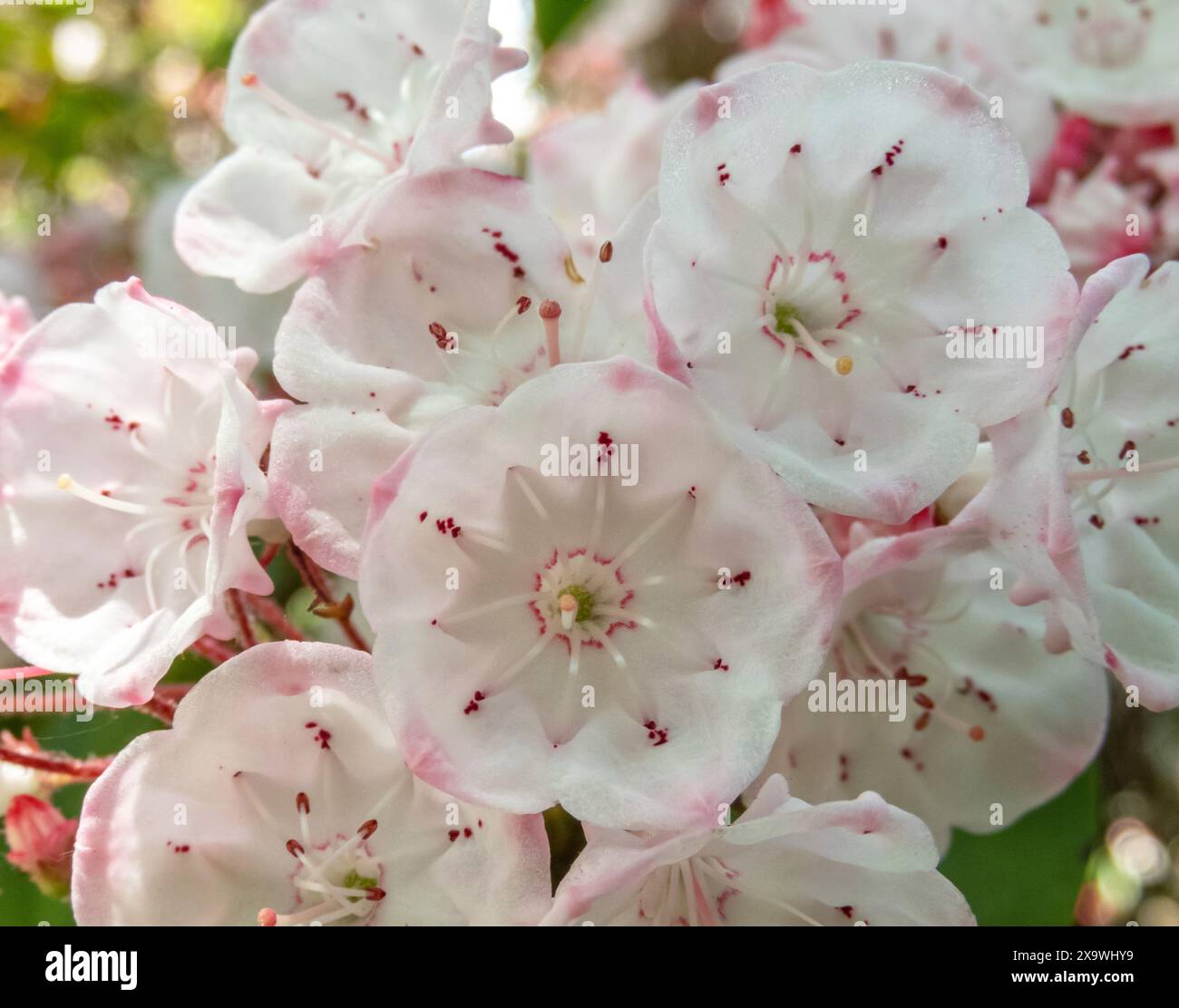Kalmia latifolia flowers closeup. Mountain laurel,calico-bush or ...