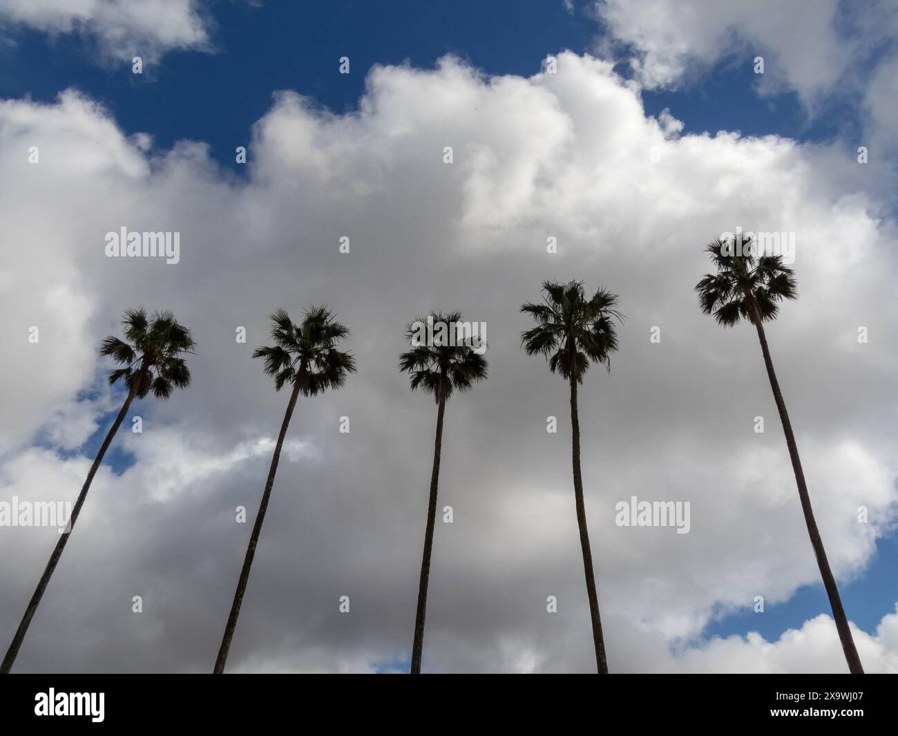 Tall palm trees on the seafront avenue bottom view silhouettes on the ...
