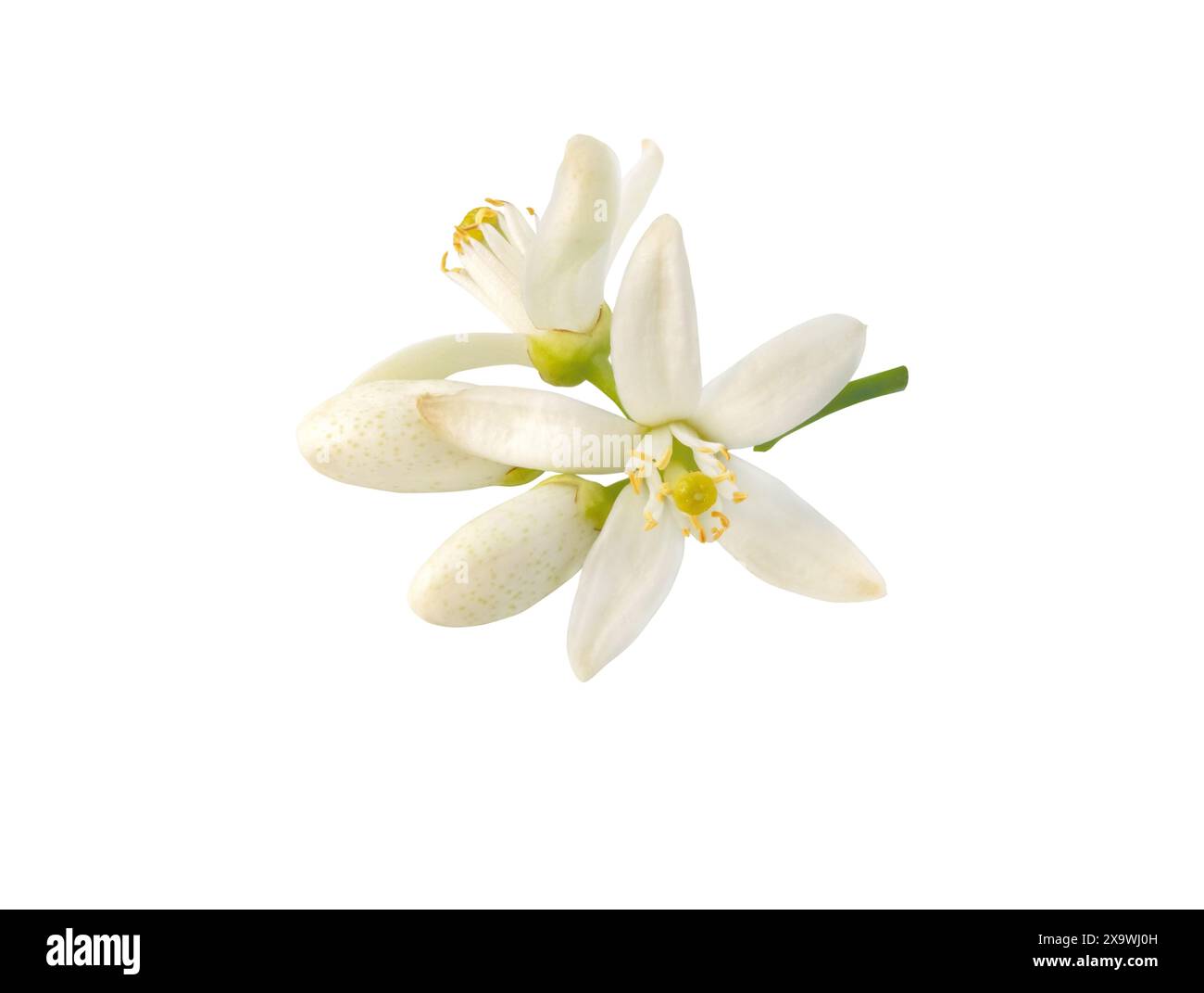 Orange tree flowers and buds bunch isolated on white. White bitter ...