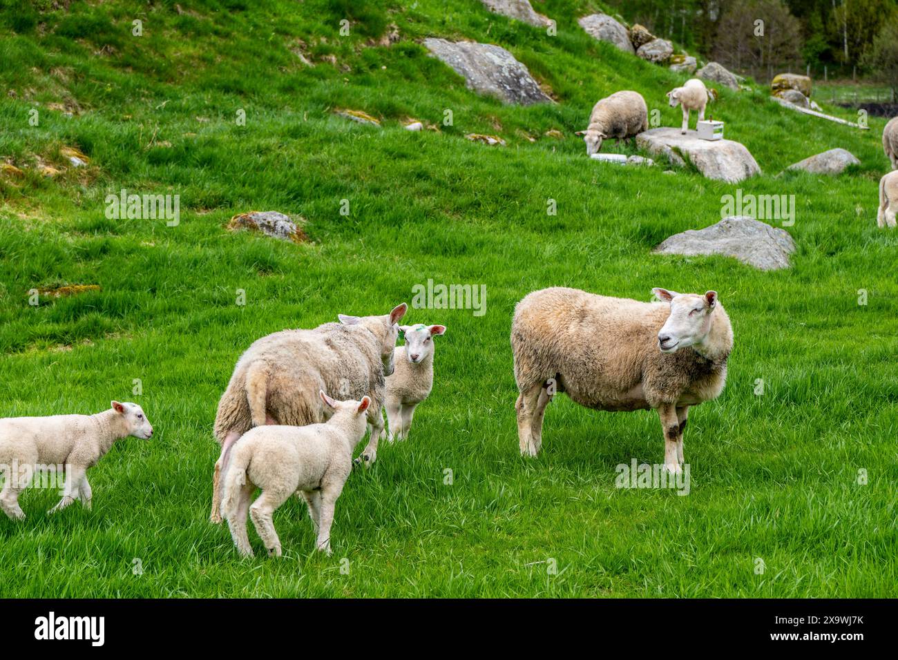 Sheep with bells on in the area near Egersund in Norway Stock Photo - Alamy