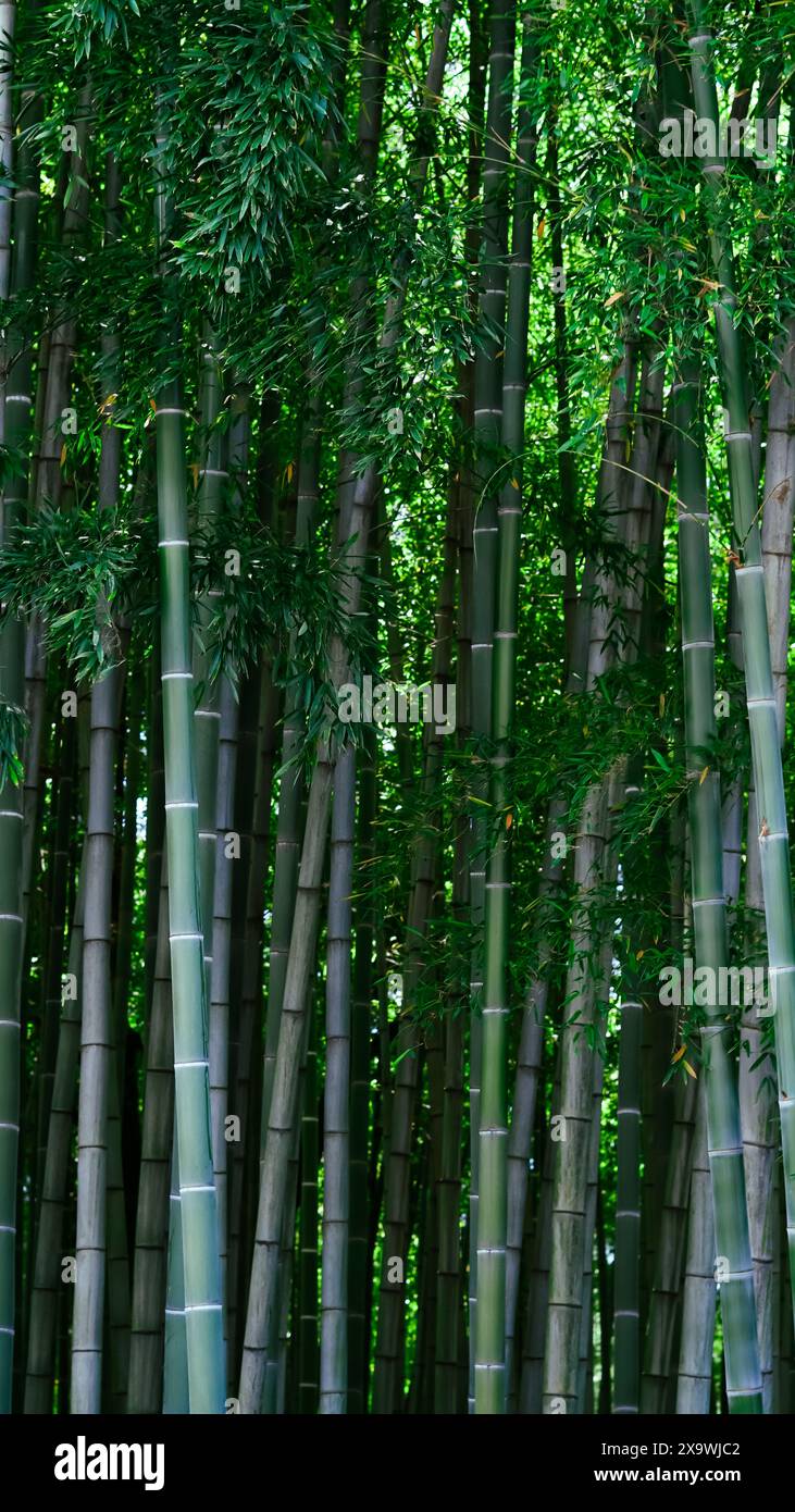Bamboo leaves swaying gently in hi-res stock photography and images - Alamy