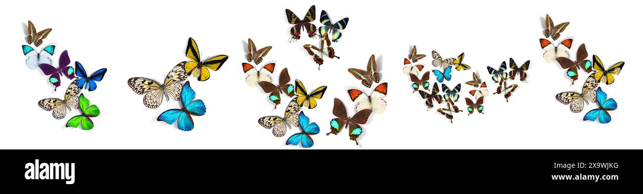 Vibrant exotic butterflies with diverse wing patterns and colors are ...
