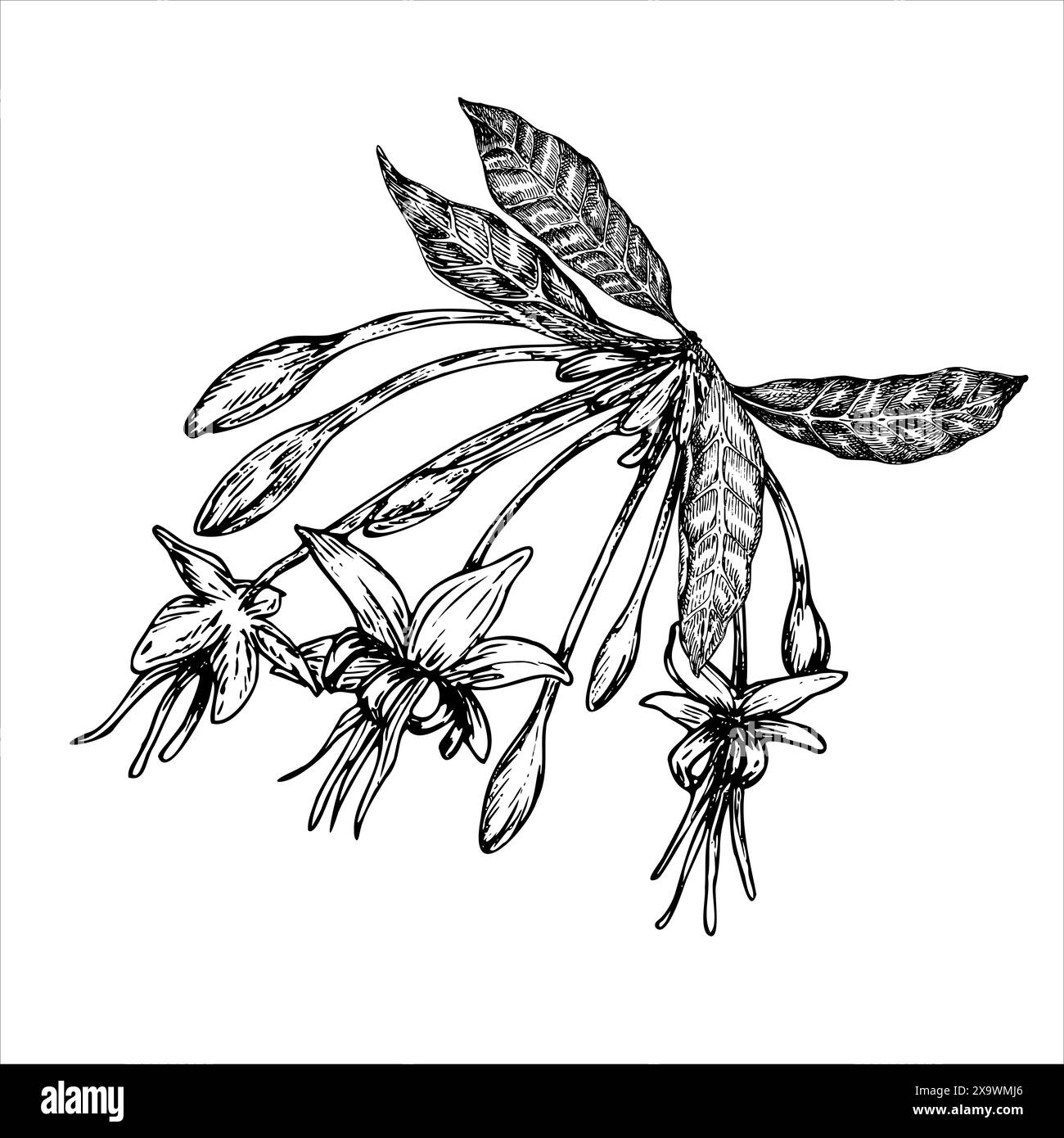 Cocoa flowers graphic vector illustration, hand drawn sketch of leaves ...
