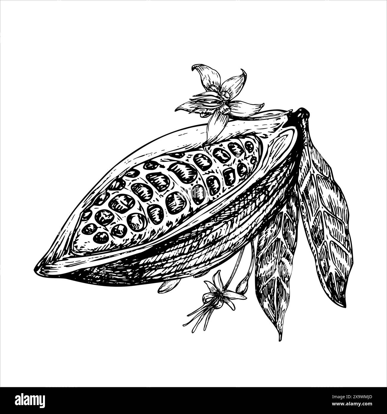 Cocoa fruit graphic vector illustration, hand drawn sketch of vegetable ...