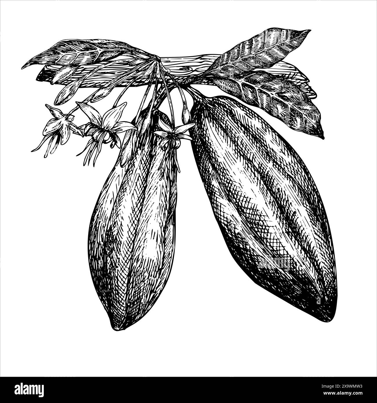 Cocoa fruit on a branch graphic vector illustration, hand drawn sketch ...