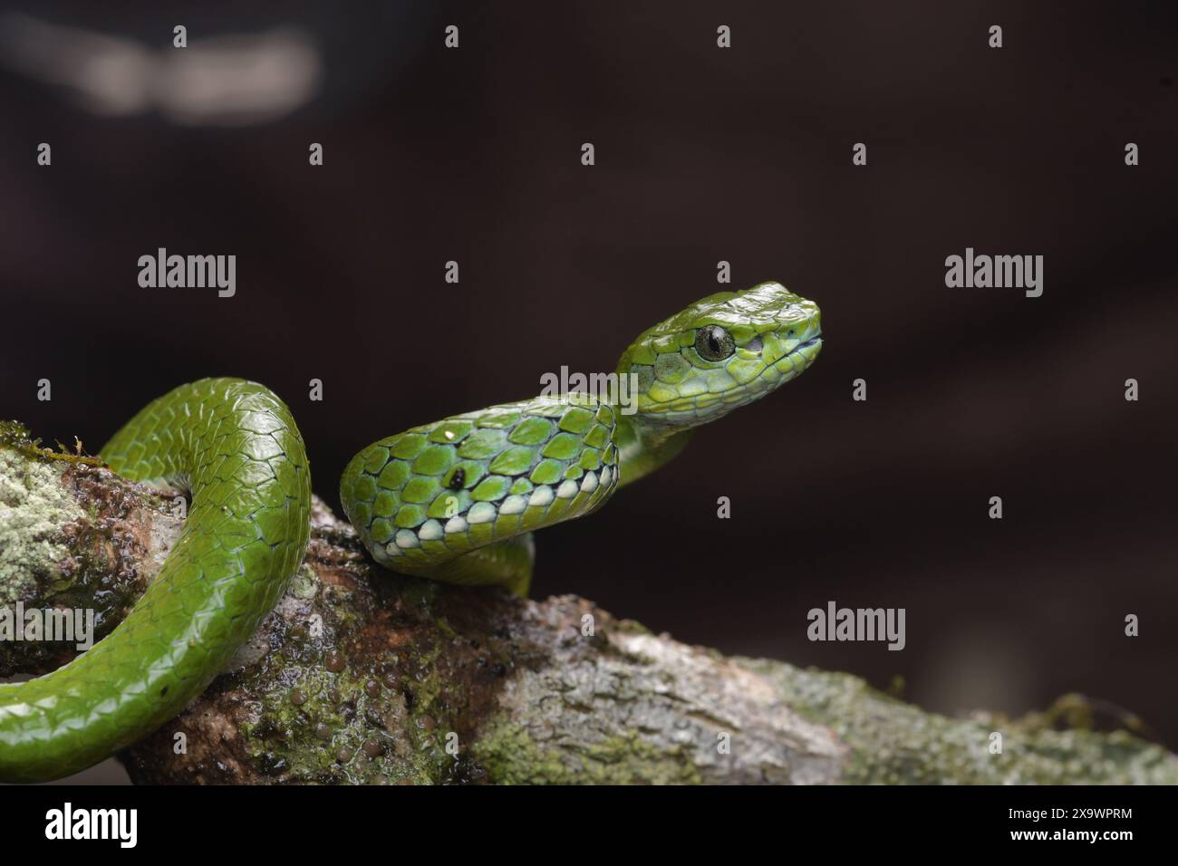 Large Scaled pit viper Stock Photo - Alamy
