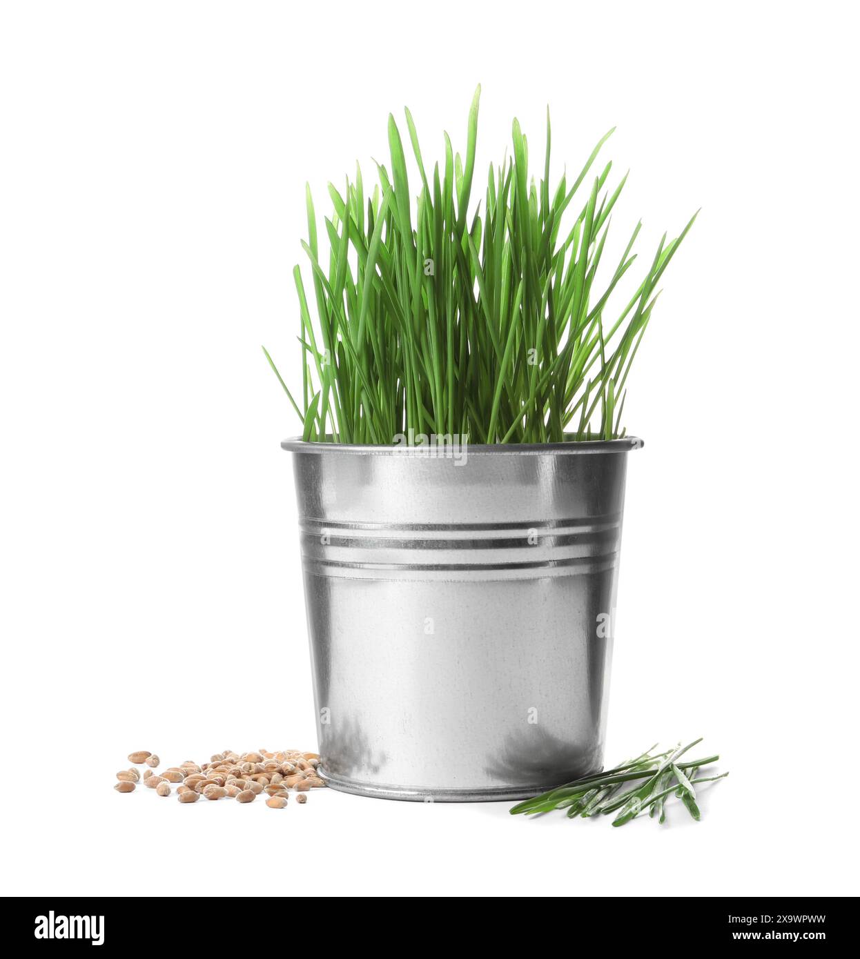 Potted wheat grass, fresh sprouts and seeds isolated on white Stock ...