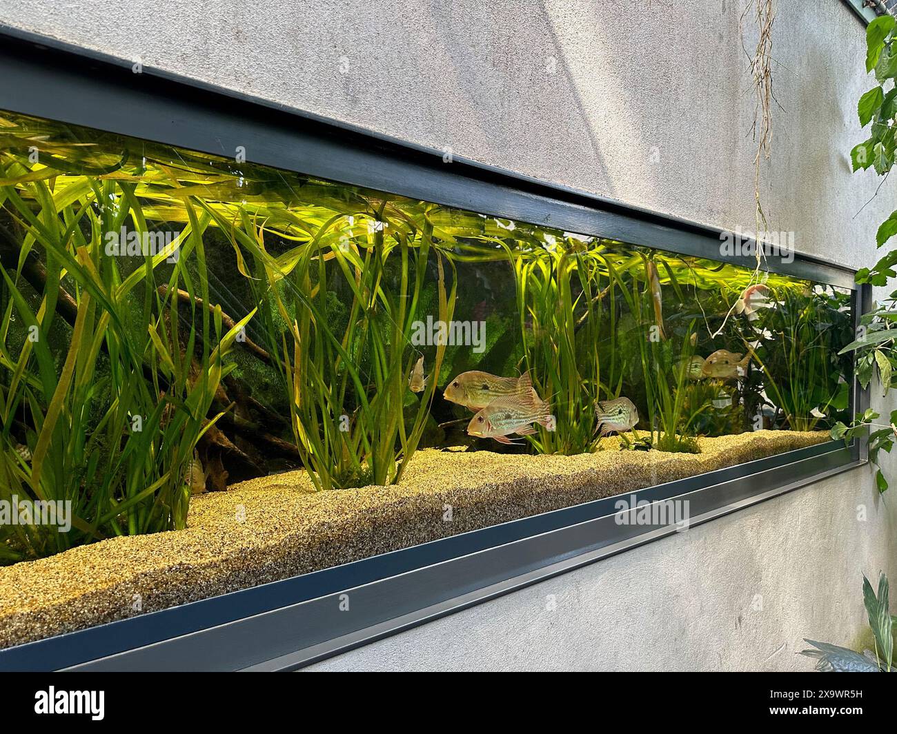 Aquarium with fish and underwater plants in botanical garden Stock ...