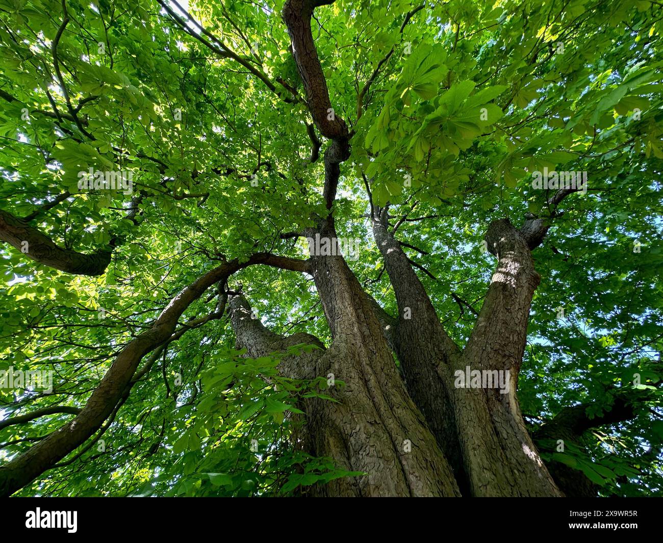 Beautiful chestnut tree with lush green leaves growing in botanical ...