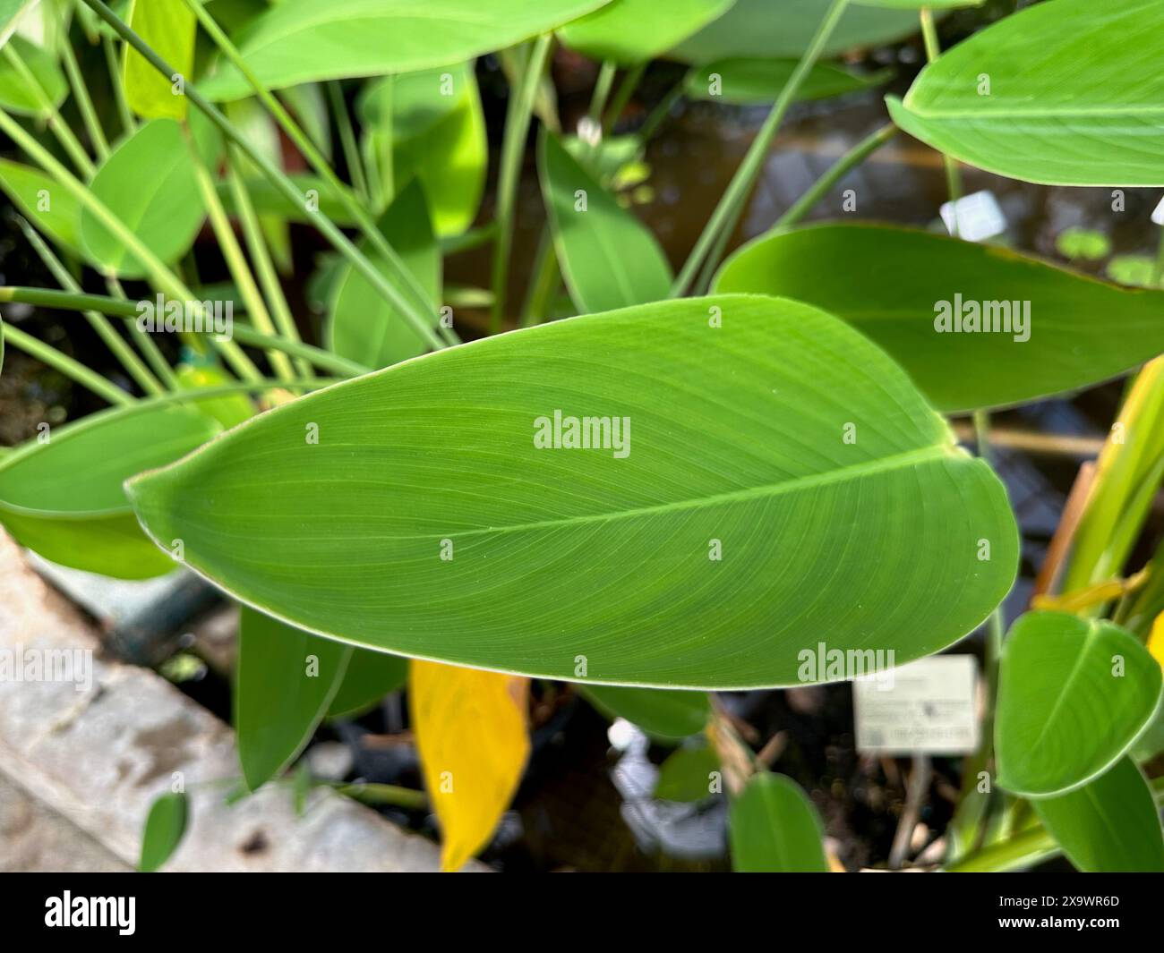 Thalia dealbata plant with green leaves growing in botanical garden ...