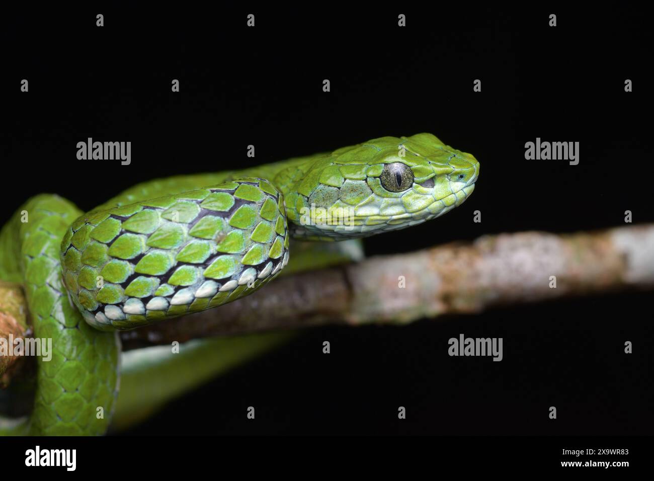 Large Scaled Pit viper Stock Photo - Alamy