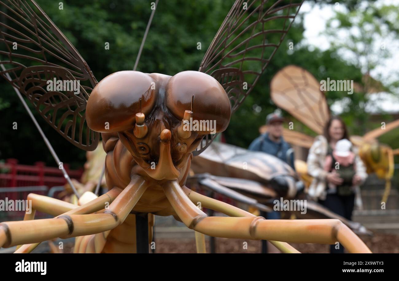 Leipzig, Germany. 03 June 2024, Saxony, Leipzig: The model of a mayfly ...