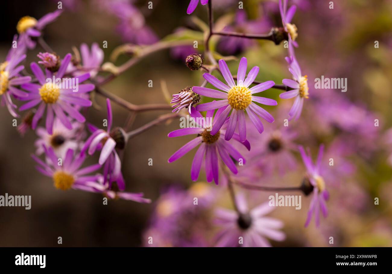 Pericallis spp hi-res stock photography and images - Alamy