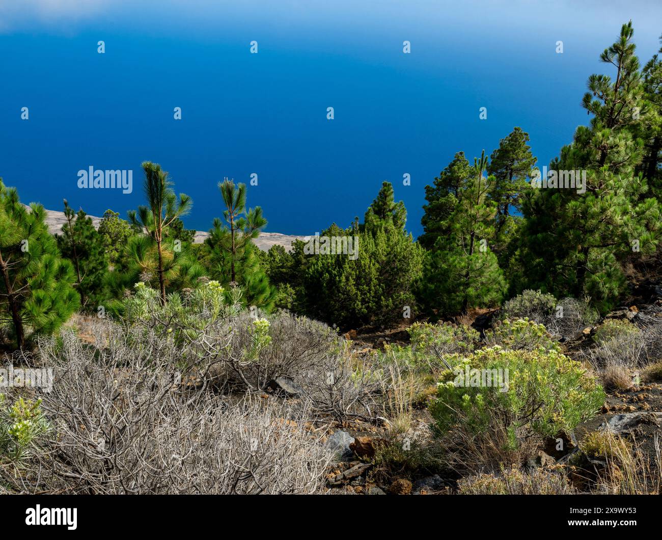 View from Mirador El Julan, southern El Hierro, with Echium aculeatum ...