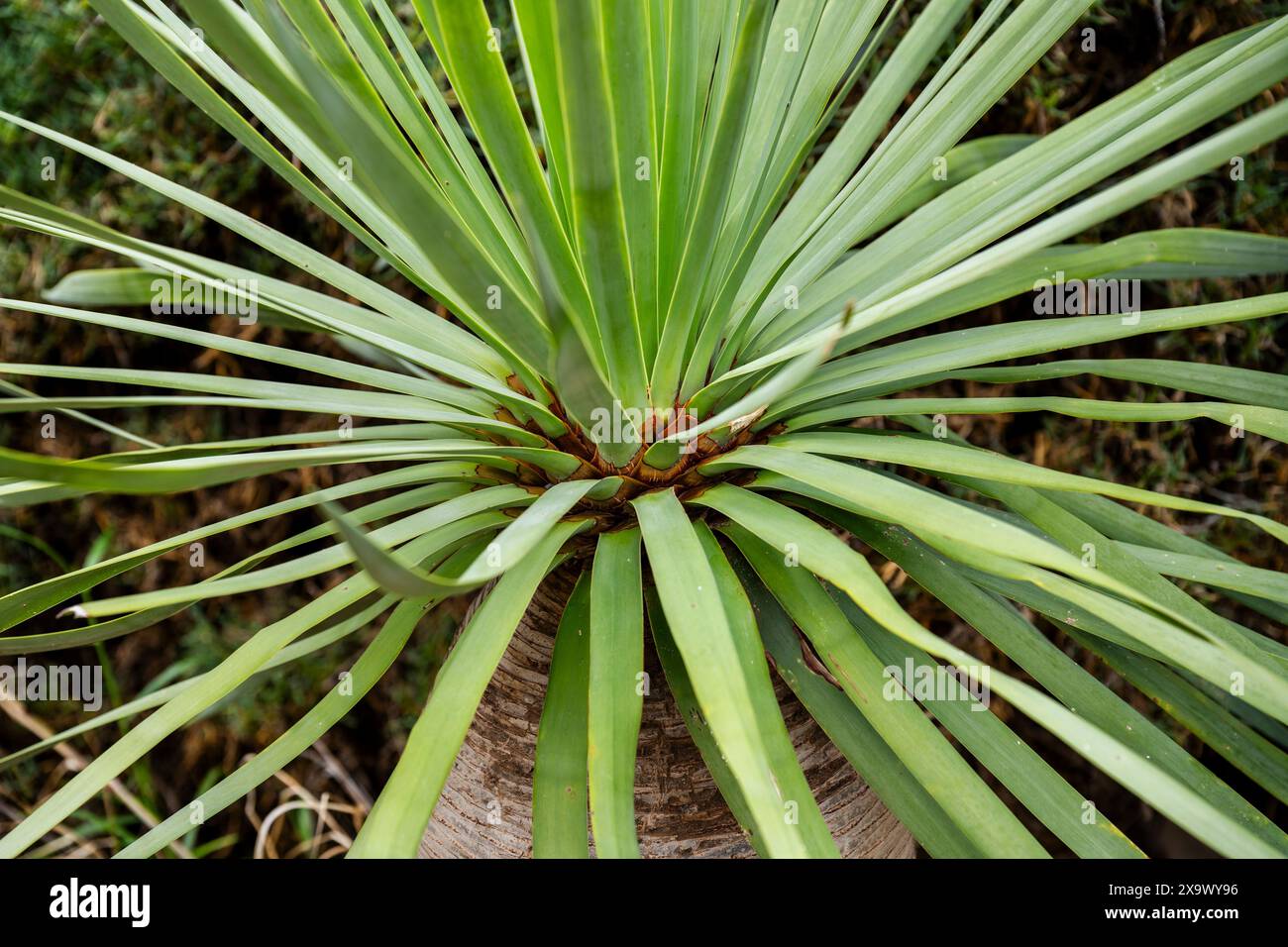 Young dragon tree (Dracaena draco. el drago) with leaves out of focus ...