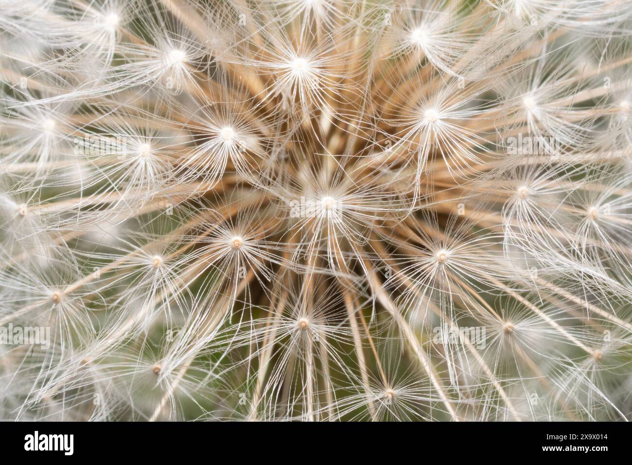The perfect geometry of the dandelion flower Stock Photo - Alamy