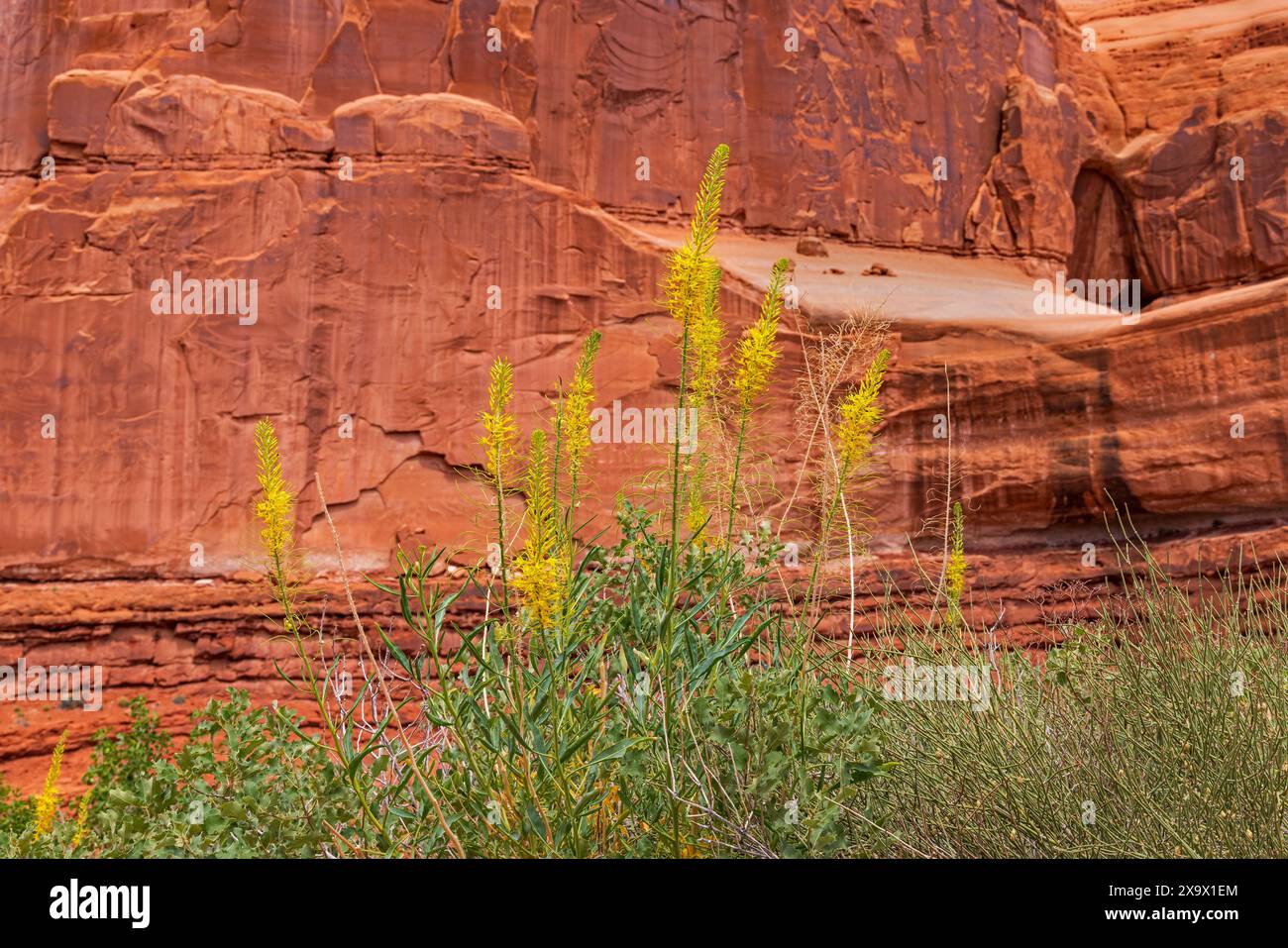This is a wildflower known as Prince's Plume (Stanleya pinnata) with ...